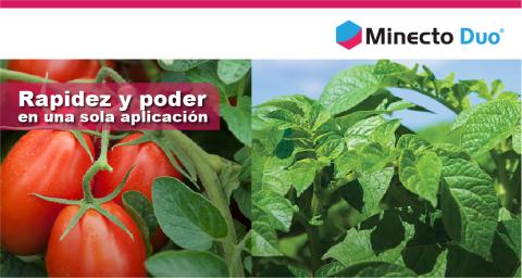 Bienvenido a Syngenta | Syngenta